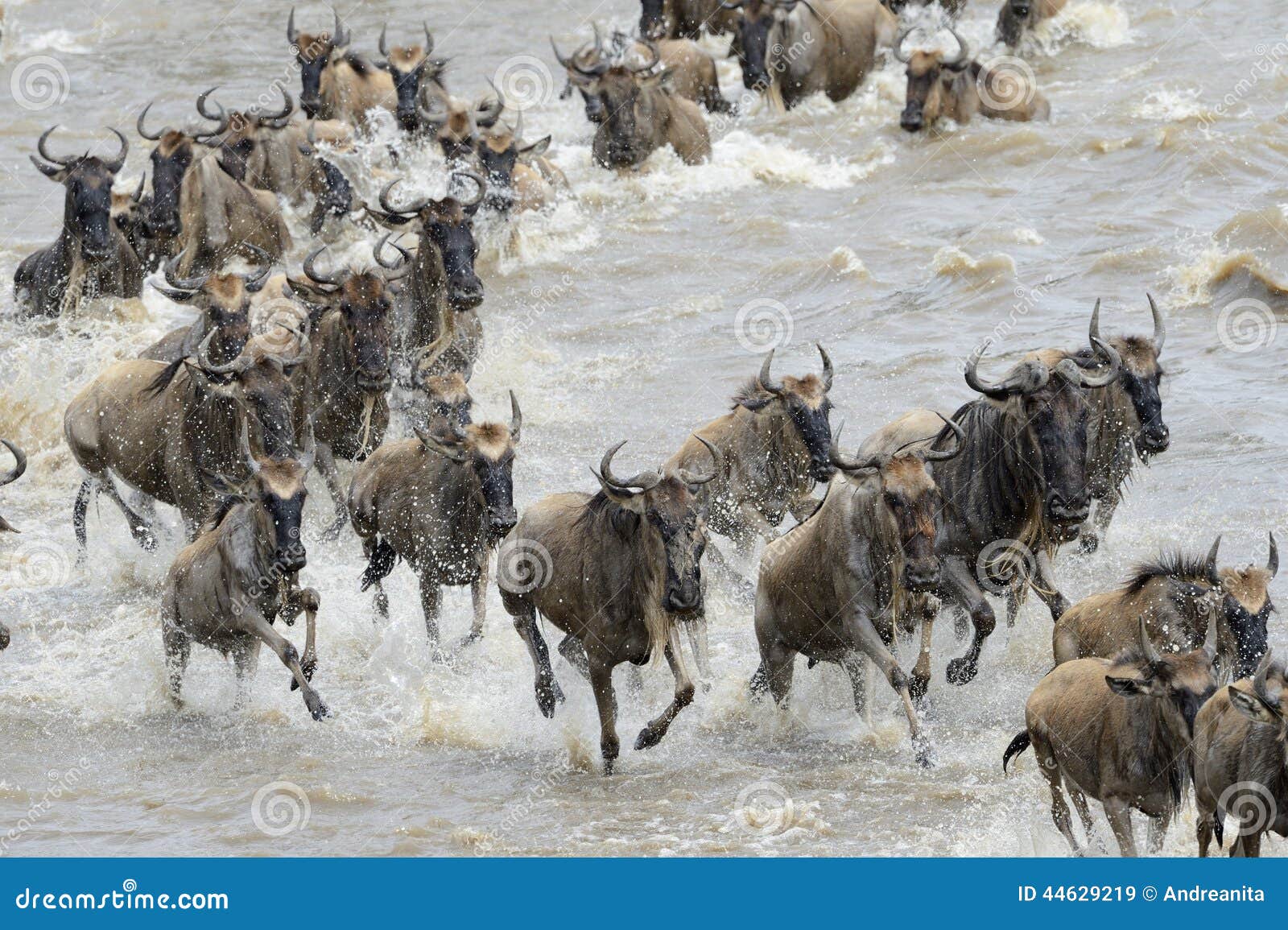 Wildebeest migration stock image. Image of antelopes - 44629219