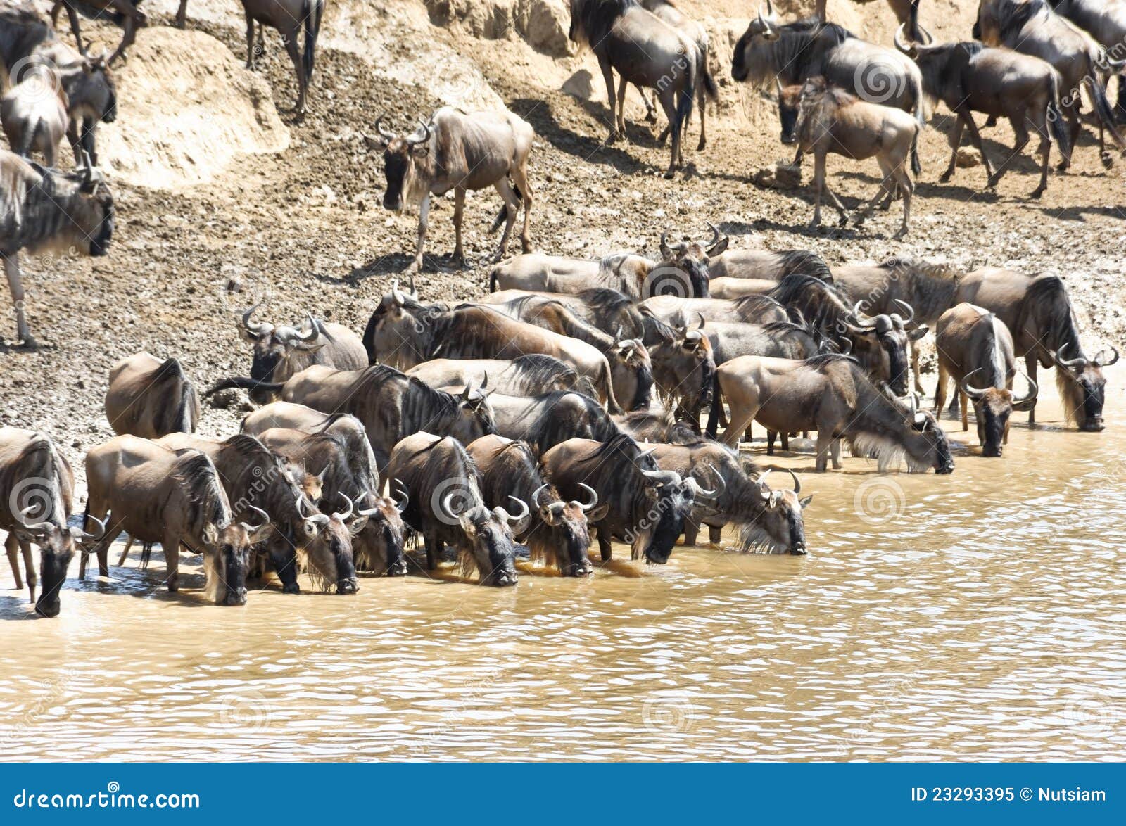 Wildebeest Migration in Kenya Stock Image - Image of nature, african ...