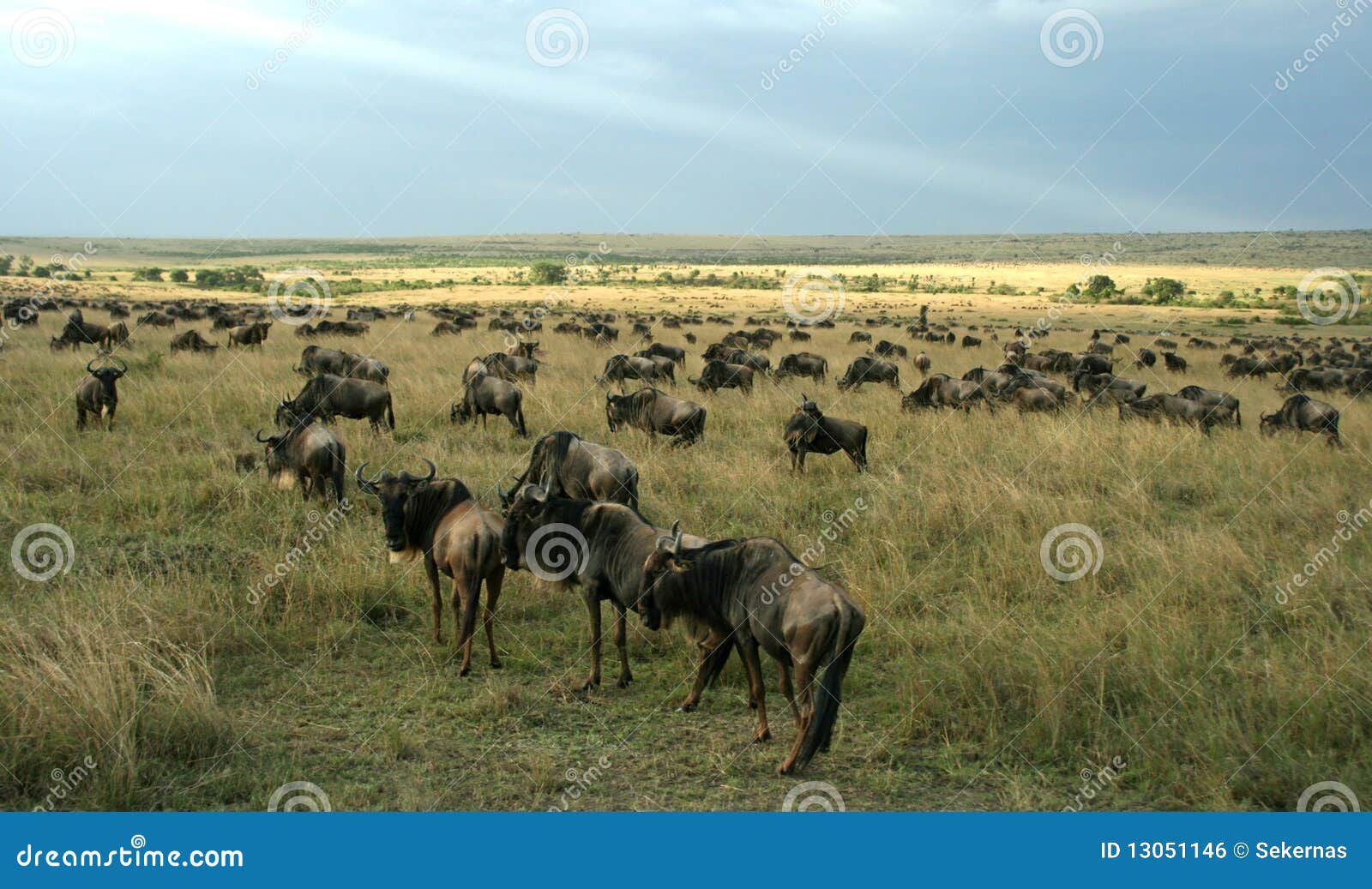 Wildebeest Migration Landscape Stock Photo - Image of taurinus, africa ...