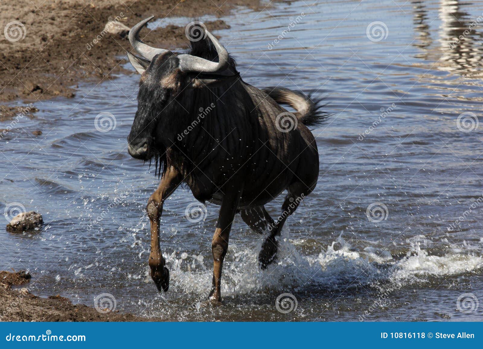 Wildebeest - Namibia stock photo. Image of running, etosha - 10816118