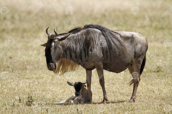Wildebeest New Born stock photo. Image of sheltering - 23812410