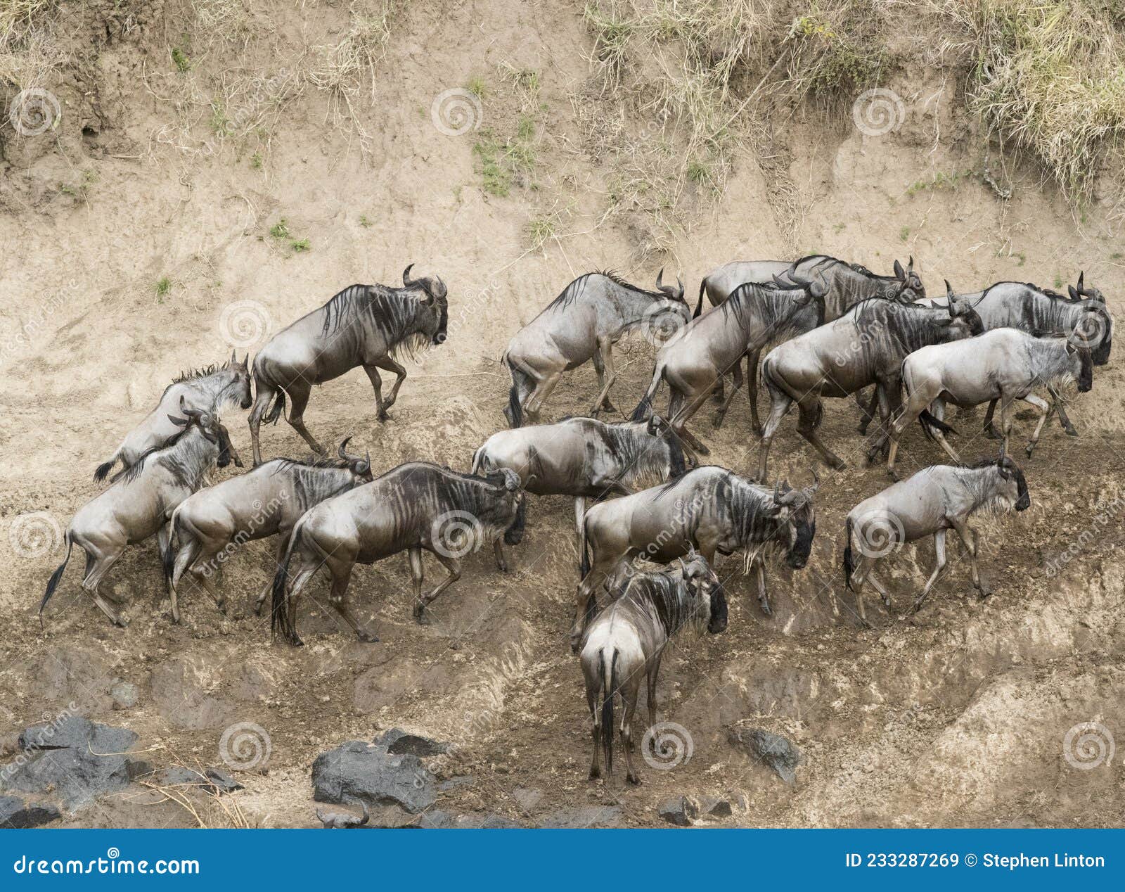 Wildebeest on the Run stock image. Image of themes, group - 233287269