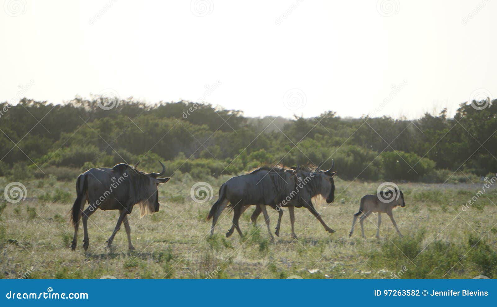 Wildebeest Running stock photo. Image of african, fast - 97263582