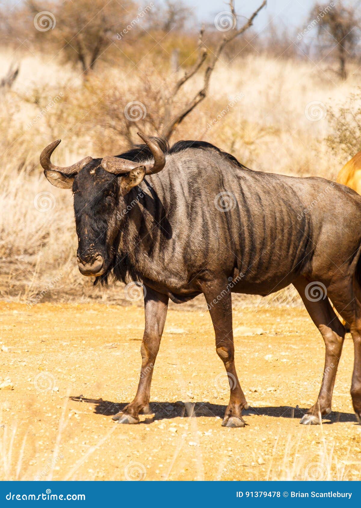 Wildebeest Standing in South African Landscape Stock Photo - Image of ...