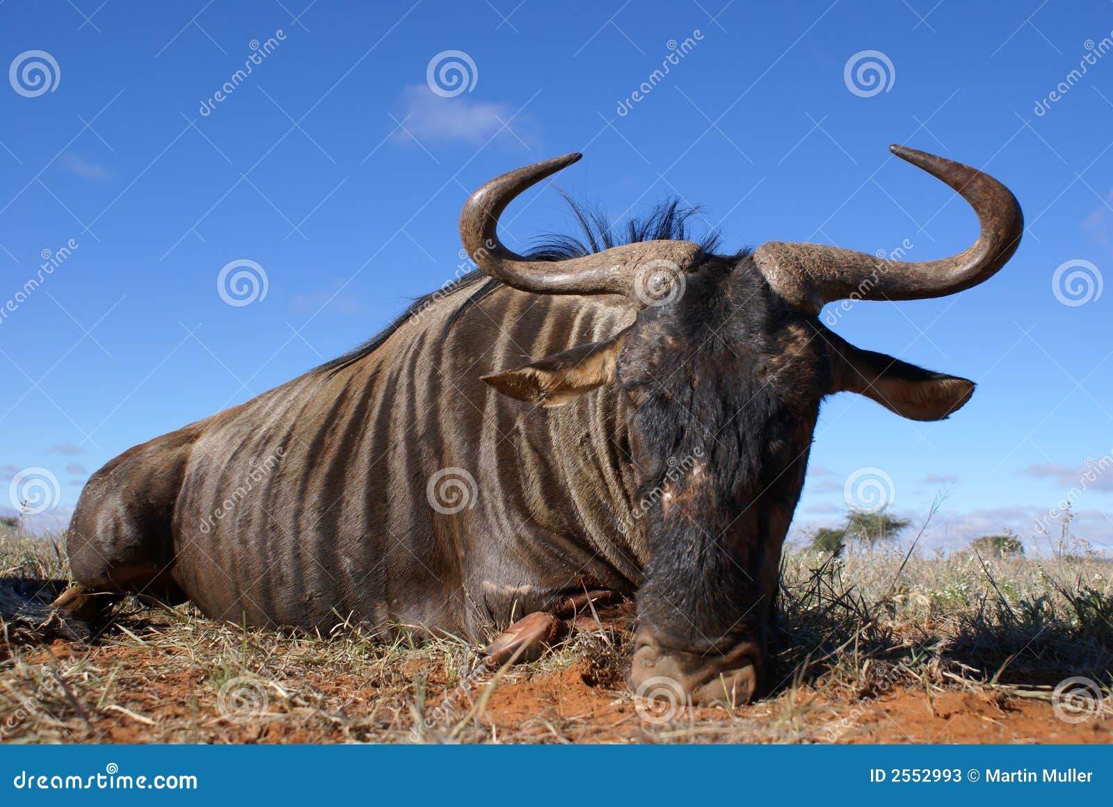 Wildebeest Trophy stock image. Image of bull, horns, horn - 2552993