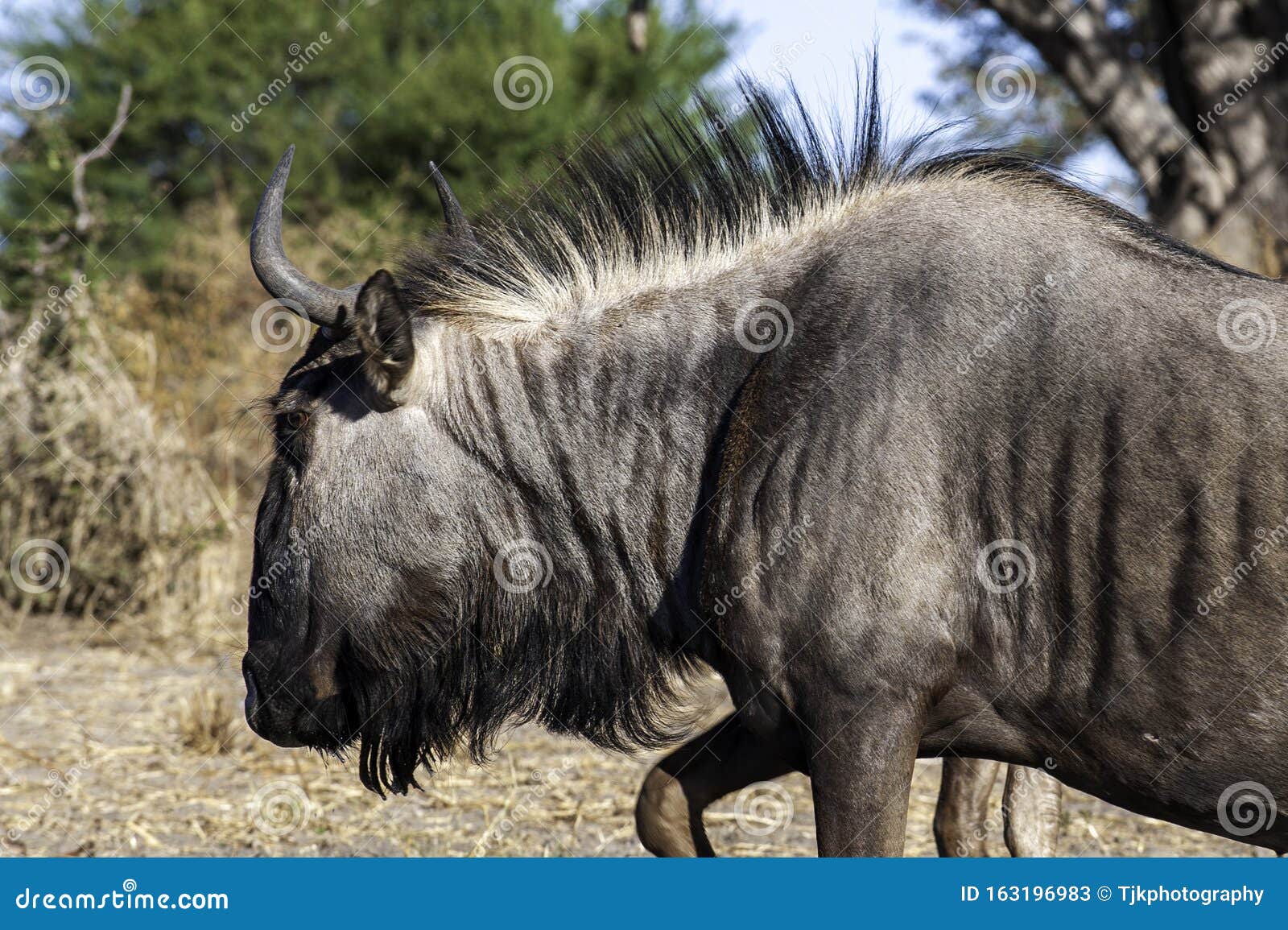 Wildebeest, up close face stock image. Image of park - 163196983