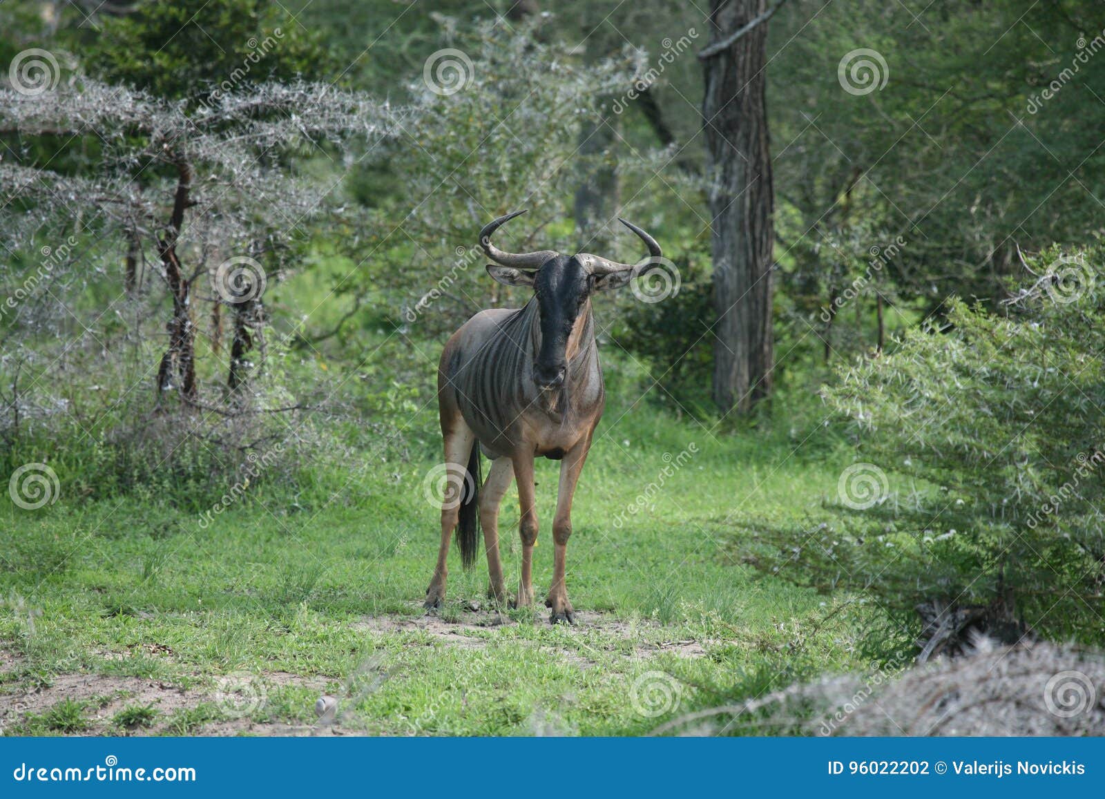 Wildebeest Wild Antelope Gnu Stock Photo - Image of africa, antelope ...