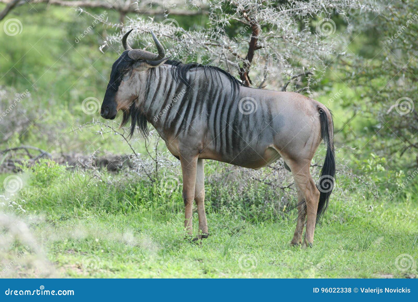 Wildebeest Wild Antelope Gnu Stock Photo - Image of oryx, landscape ...
