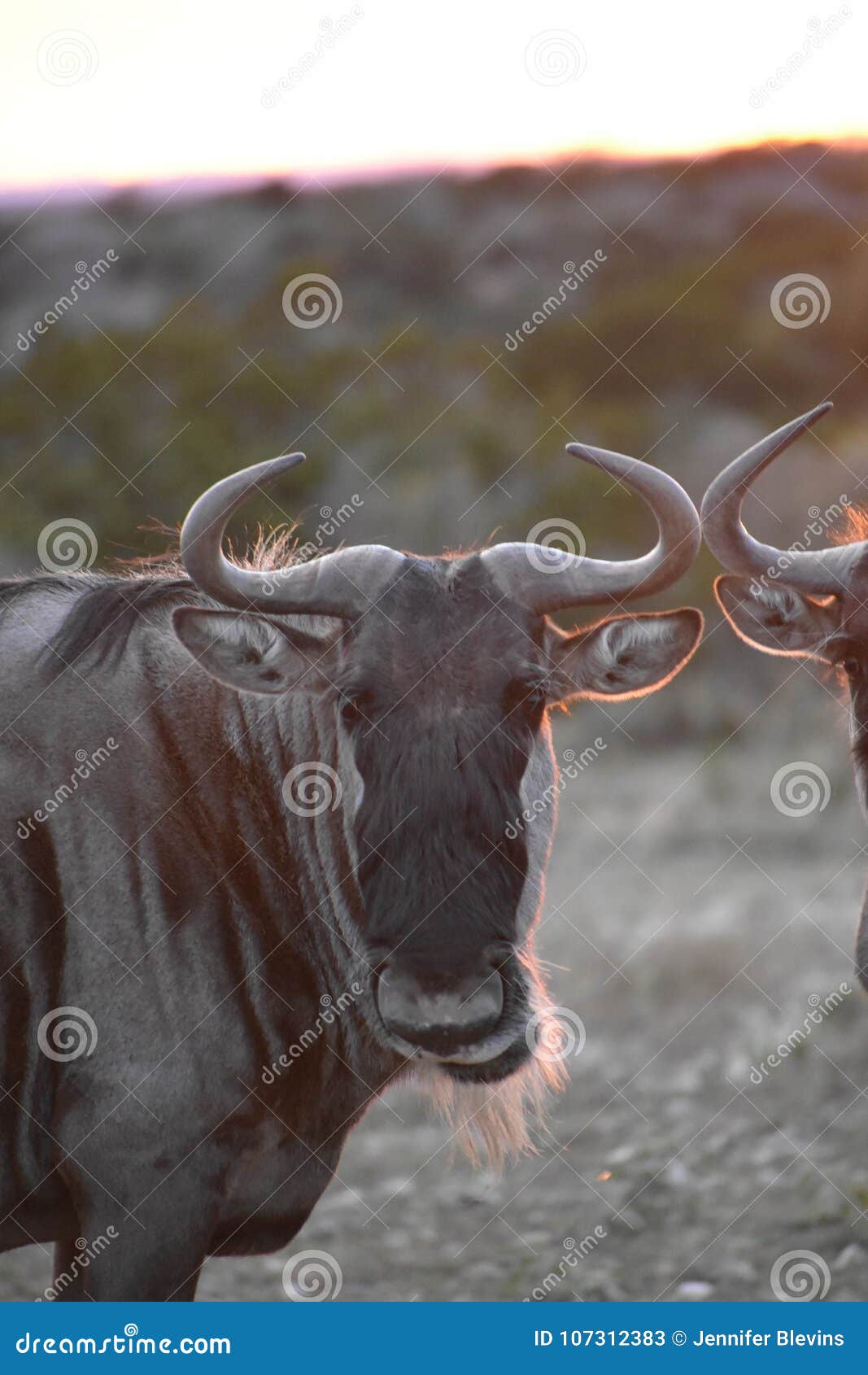Wildlife at sunset stock image. Image of glow, mara - 107312383