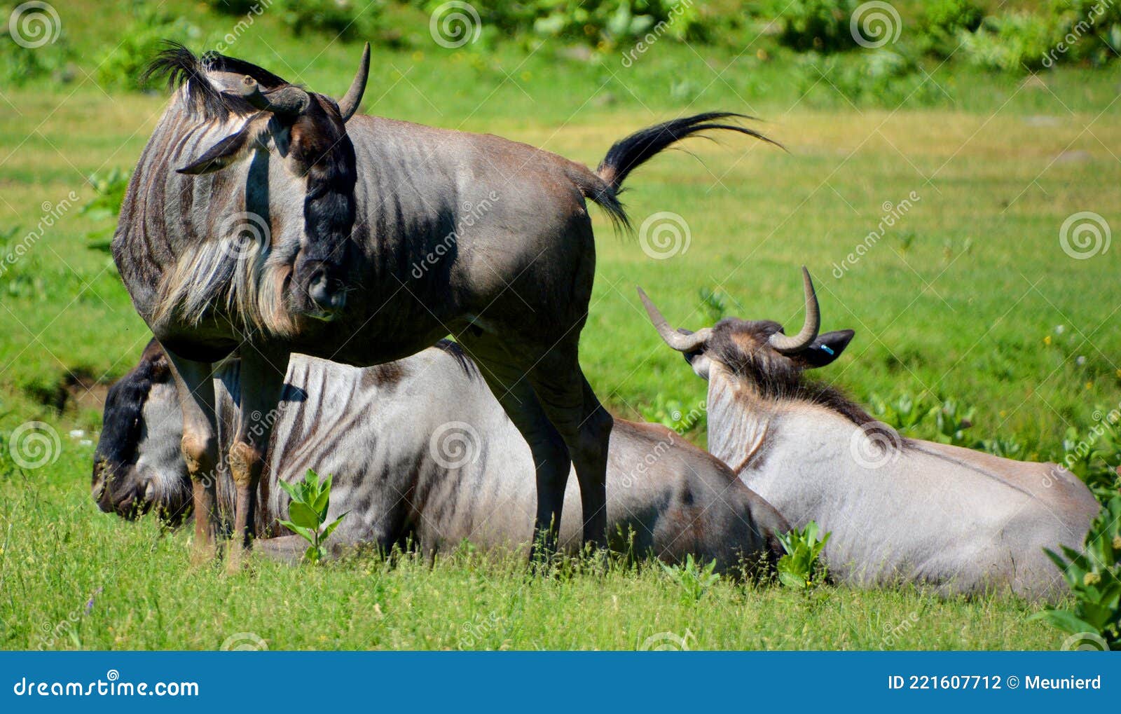 The Wildebeest or Wildebai, Also Called the Gnu Stock Photo - Image of ...