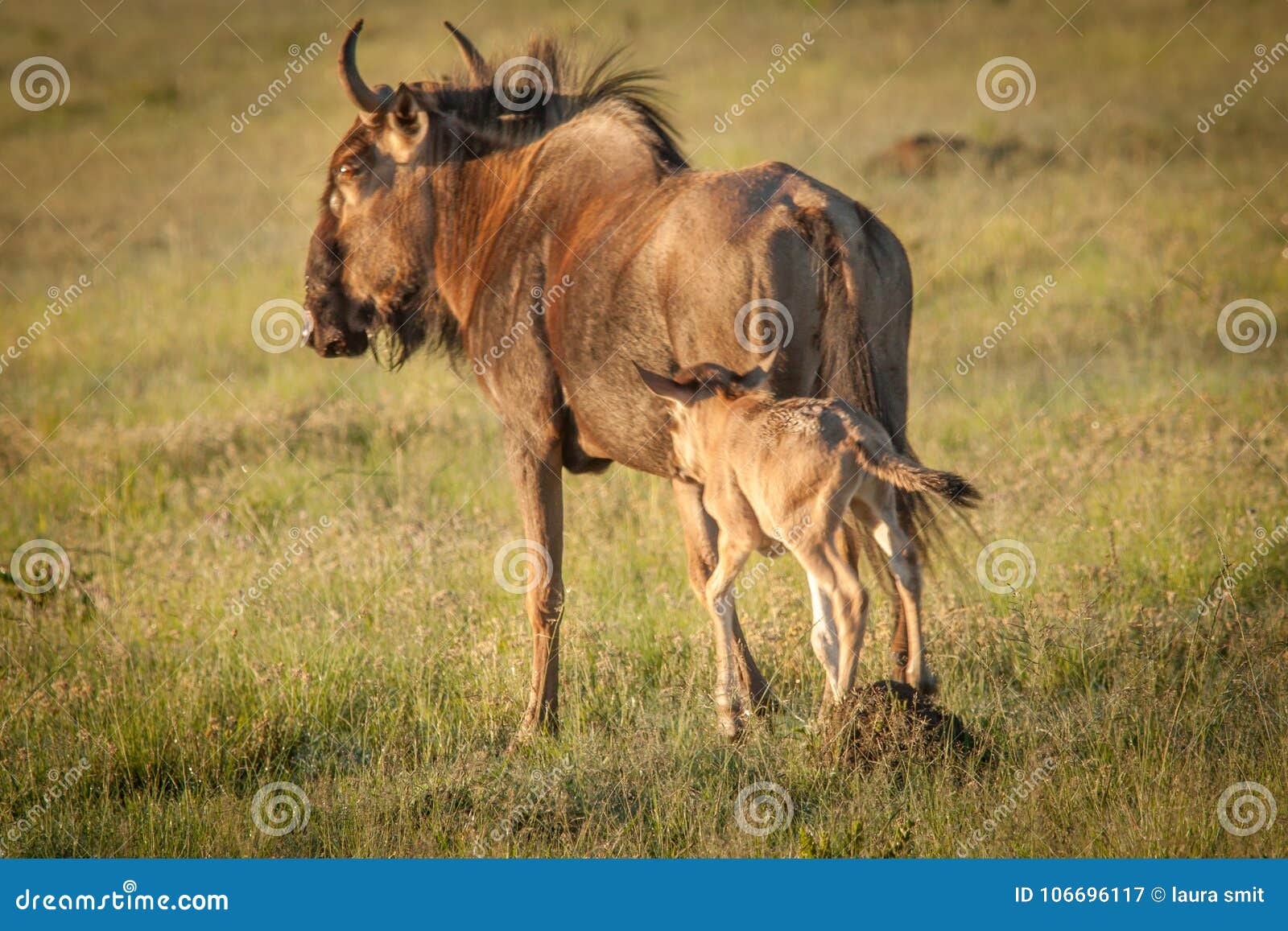 Wildebeest stock image. Image of ecosystem, grassland - 106696117