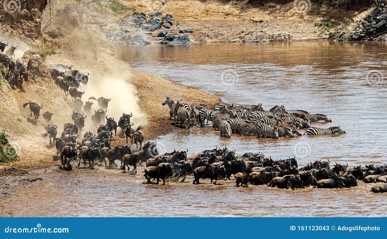 Wildebeest and Zebra Migration Crossing Mara River Stock Image - Image ...