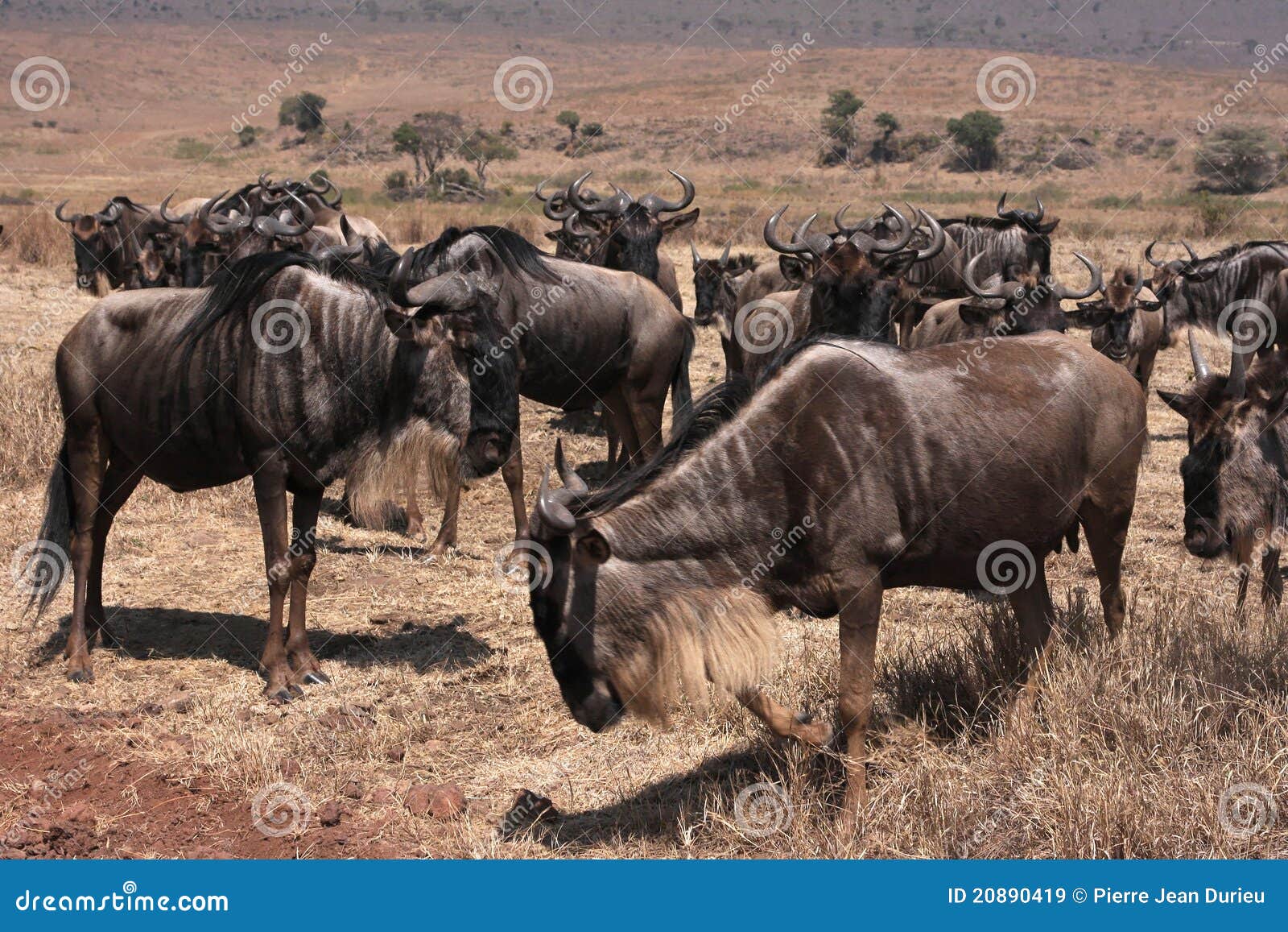 Wildebeests stock image. Image of serengeti, savanna - 20890419