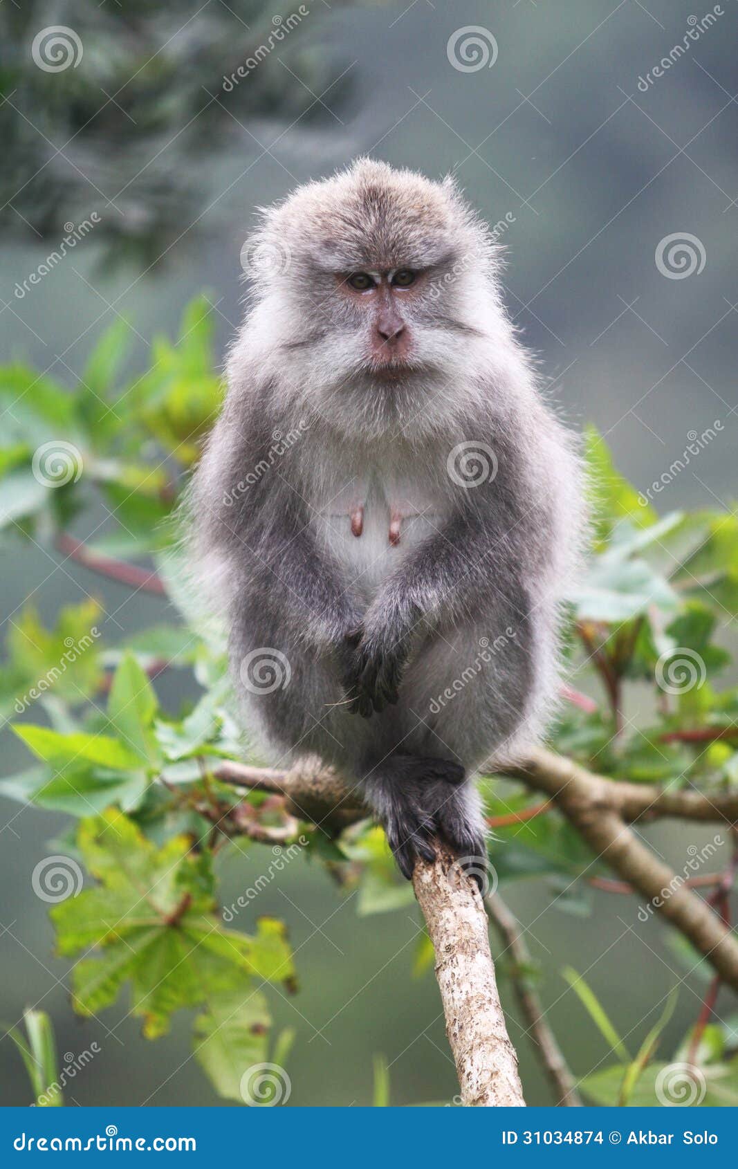 Wilder Affe, Der Auf Einem Glied Steht Stockfoto - Bild von tier, asien ...