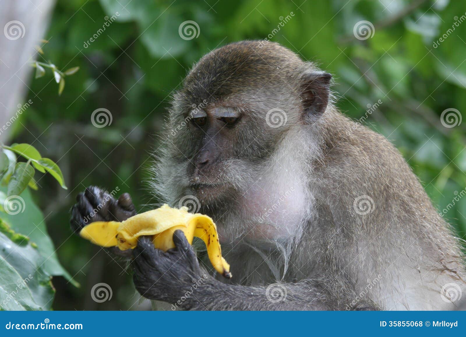 Wilder Affe mit Banane stockfoto. Bild von wild, nett - 35855068