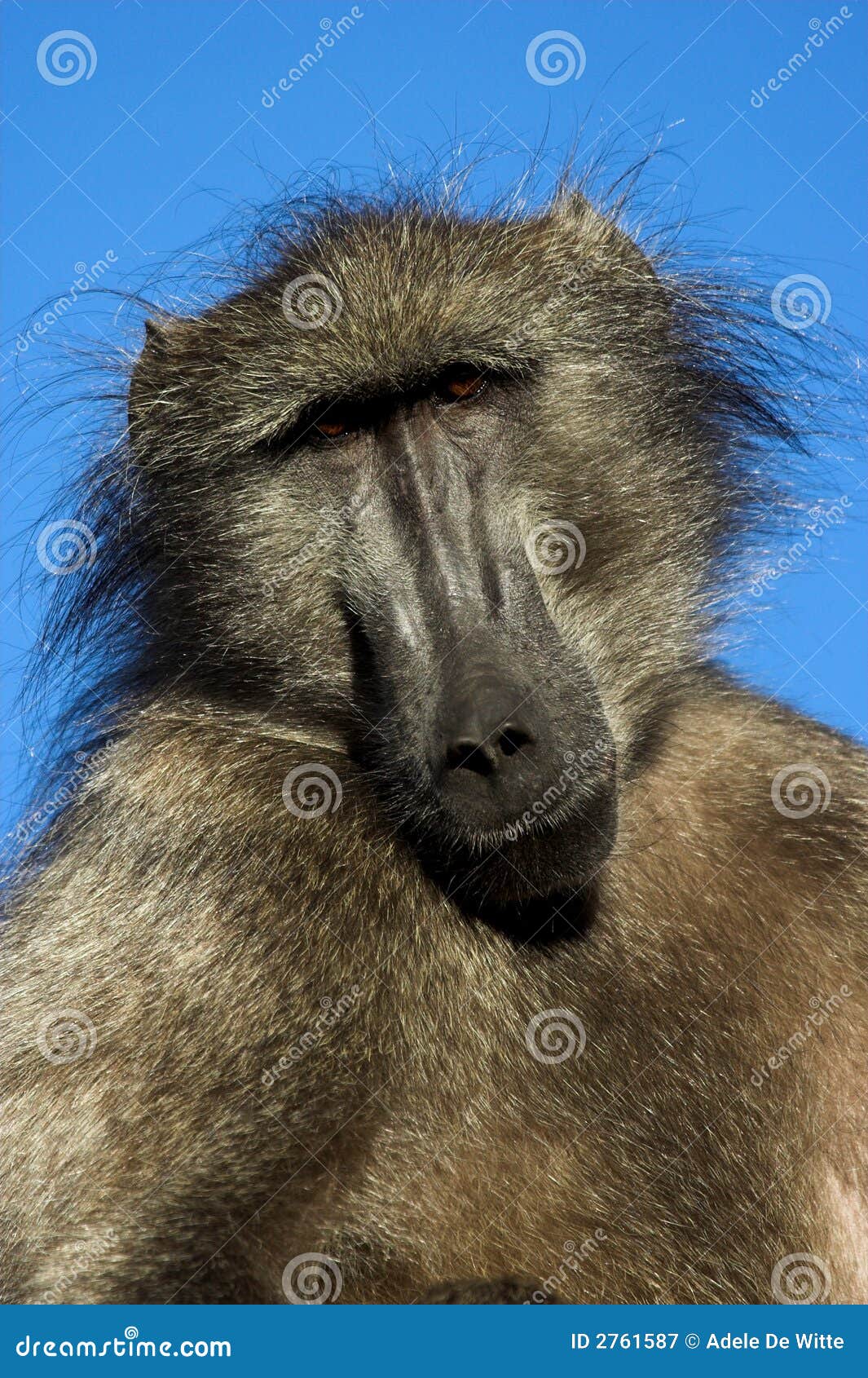 Wilder Afrikanischer Pavian Stockbild - Bild von gewachsen, unerhört ...