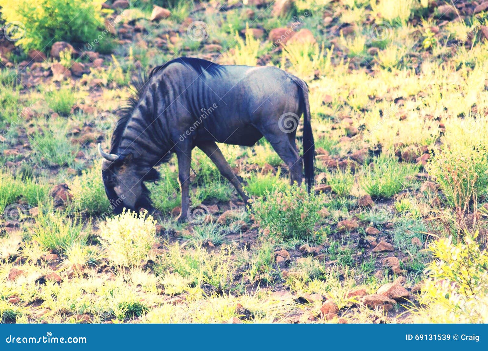 Wilder beast munching stock image. Image of grass, milder - 69131539