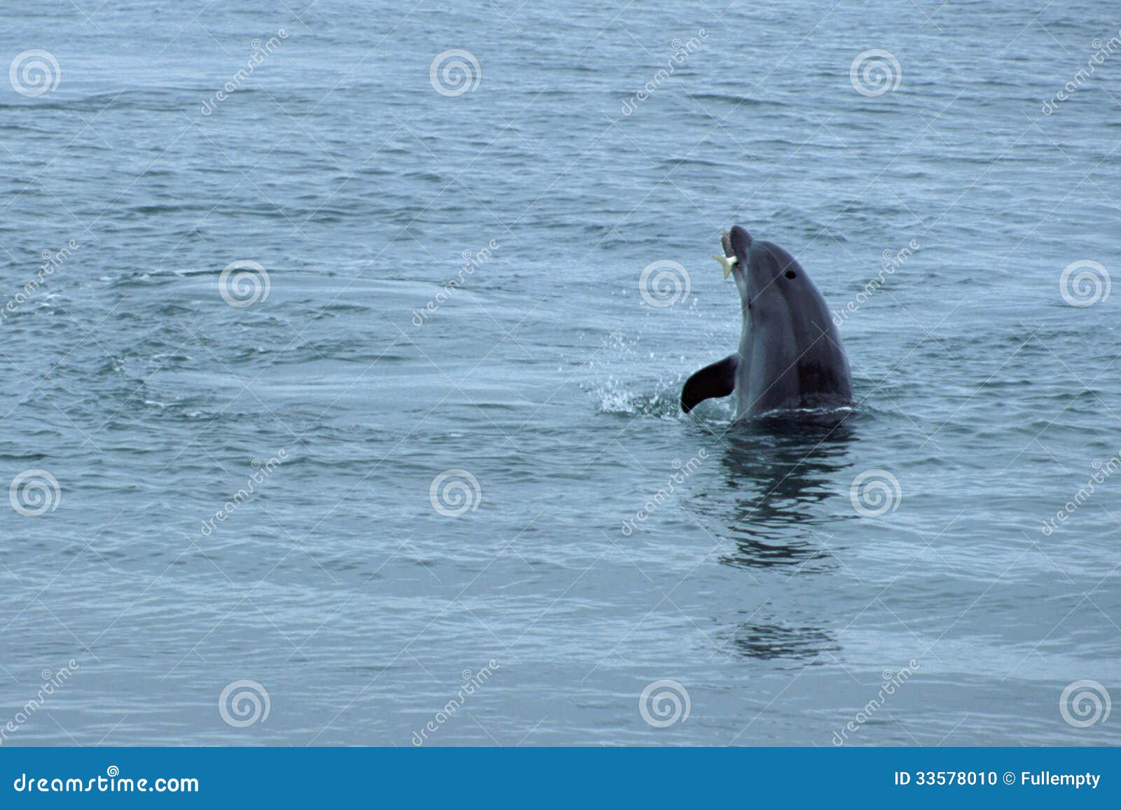 Wilder Delphin, Der Einen Fisch Isst Stockfoto - Bild von ozean, fische ...