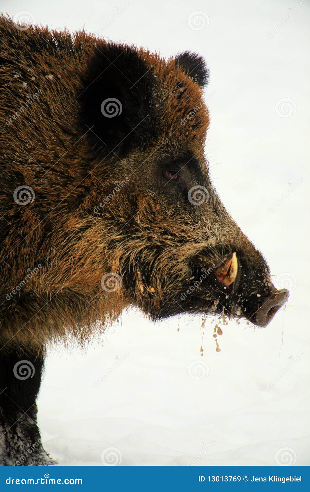 Wilder Eber stockbild. Bild von eber, schwein, holz, schnee - 13013769