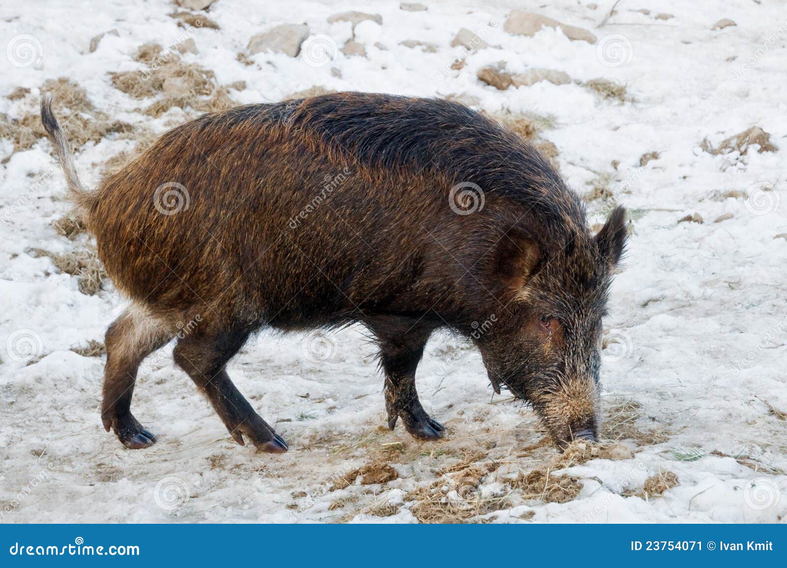 Wilder Eber stockbild. Bild von erwachsener, eber, winter - 23754071