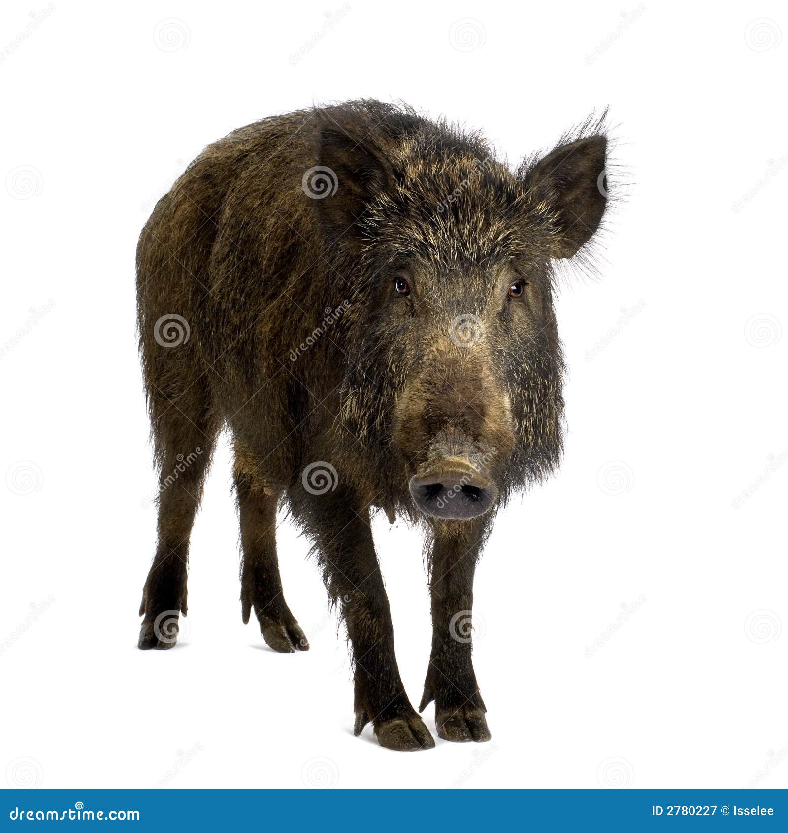 Wilder Eber stockbild. Bild von jagd, heck, lumb, säugetier - 2780227