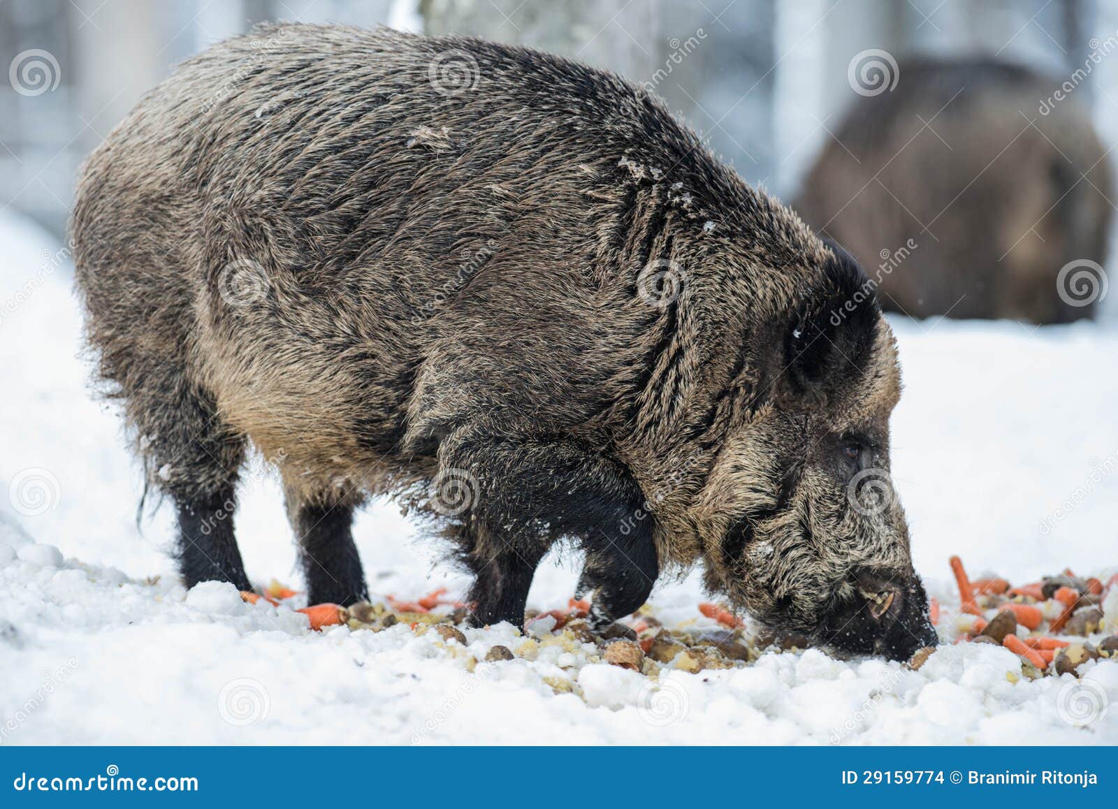 Wilder Eber stockfoto. Bild von holz, wald, wildnis, eber - 29159774
