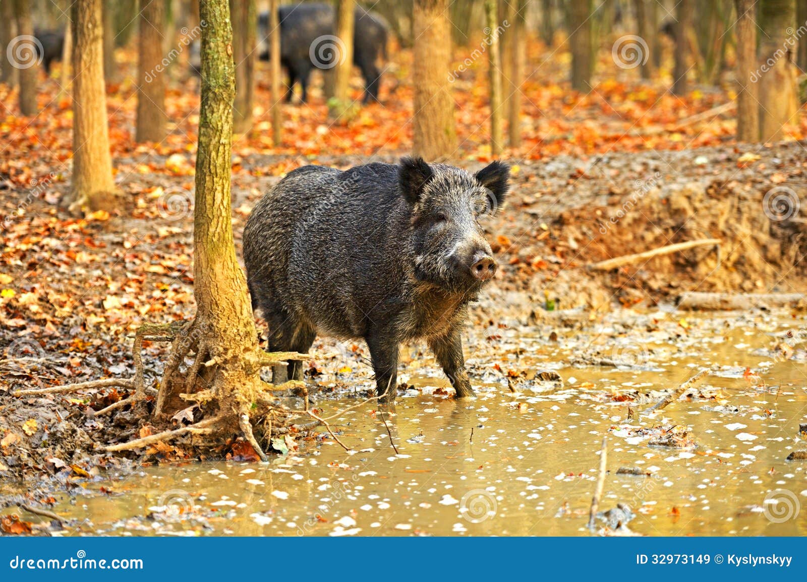 Wilder Eber stockbild. Bild von schwein, wildnis, nave - 32973149