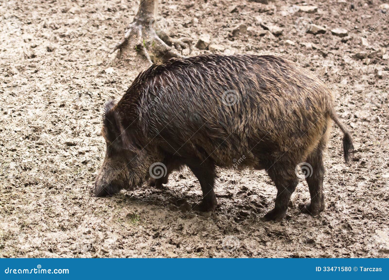 Wilder Eber stockfoto. Bild von wild, schwein, braun - 33471580