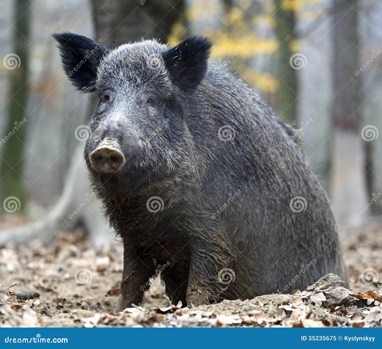 Wilder Eber stockbild. Bild von eber, wildnis, themen - 35235675