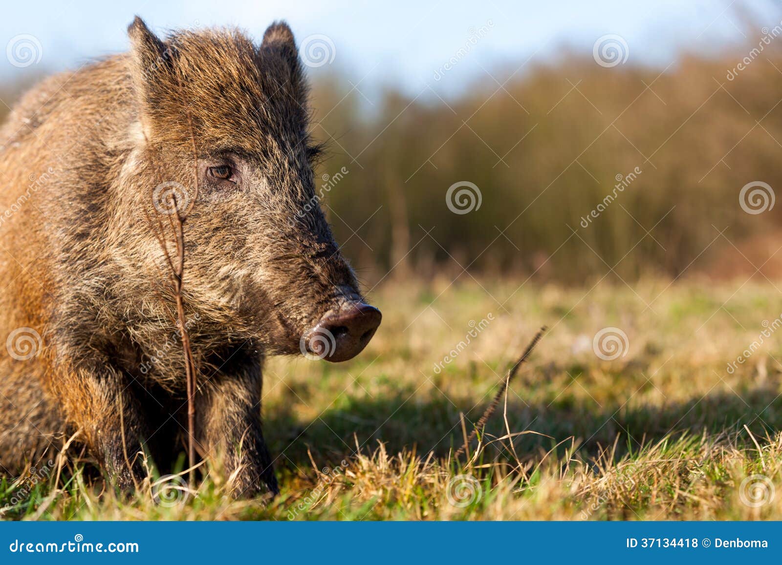 Wilder Eber stockfoto. Bild von schnauze, eber, gejagt - 37134418