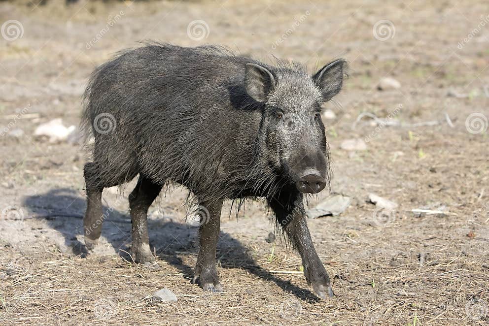 Wilder Eber stockbild. Bild von säugetier, wild, eber - 6844805