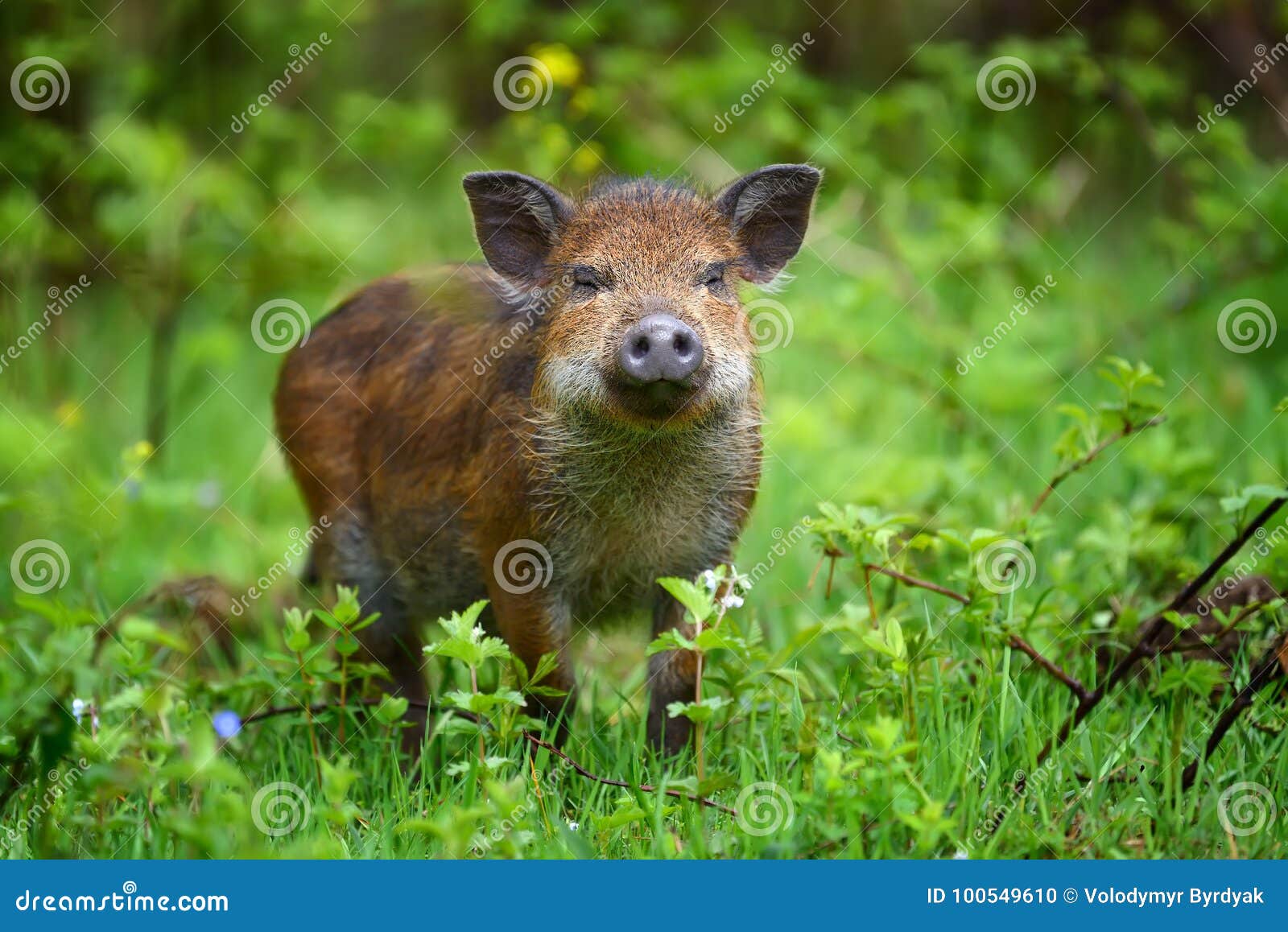 Wilder Eber auf dem Wald stockfoto. Bild von schnauze - 100549610