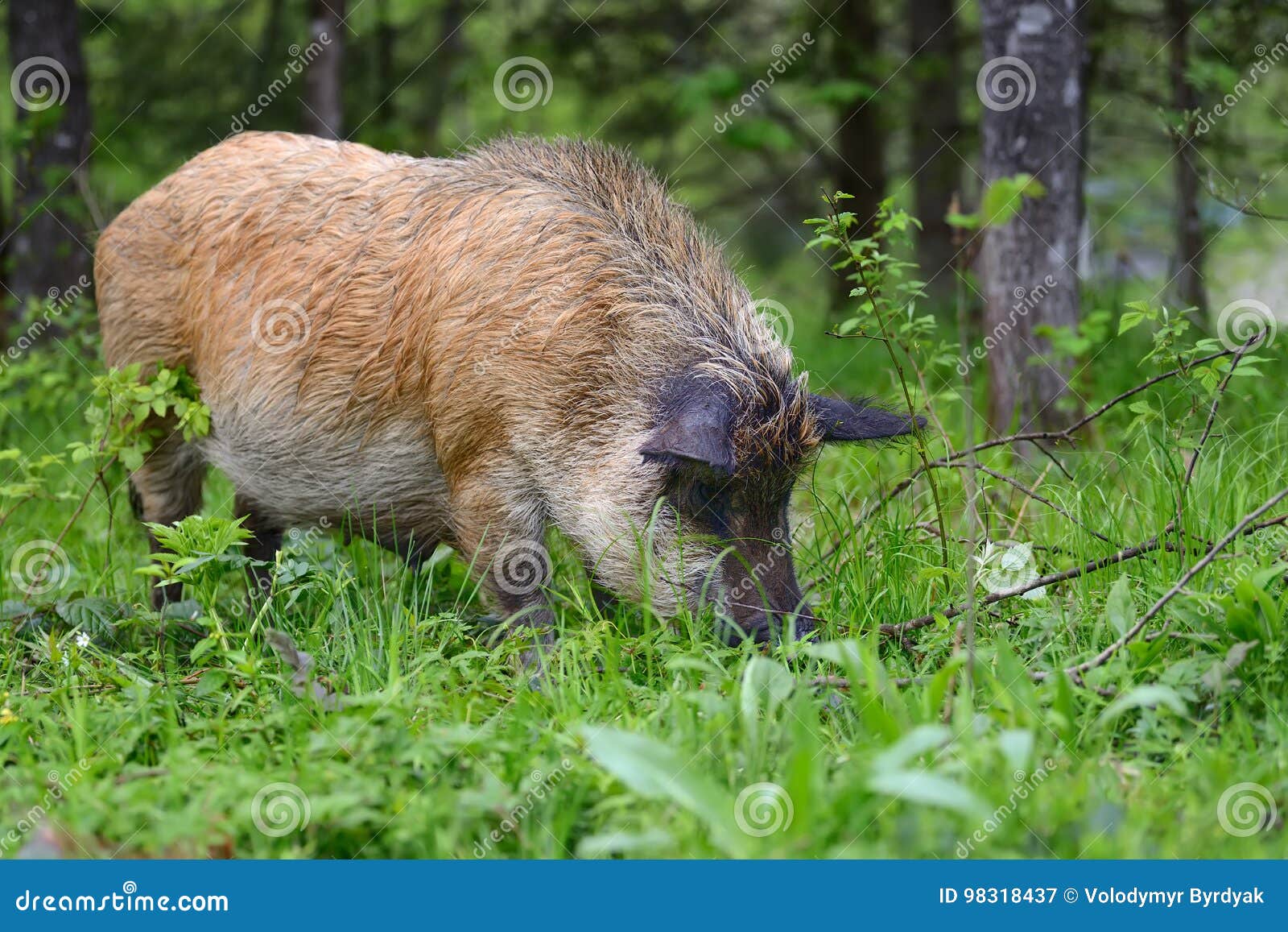 Wilder Eber auf dem Wald stockbild. Bild von hintergrund - 98318437