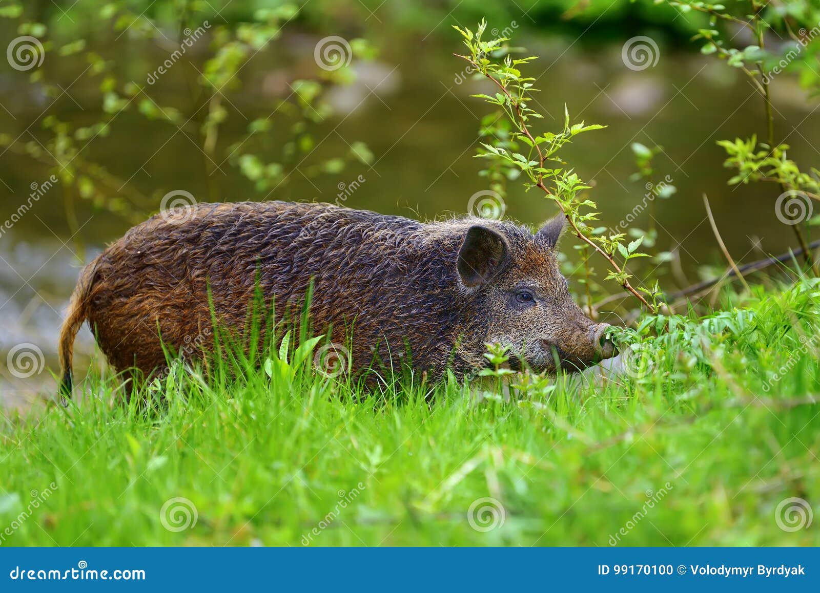 Wilder Eber auf dem Wald stockfoto. Bild von wald, gejagt - 99170100