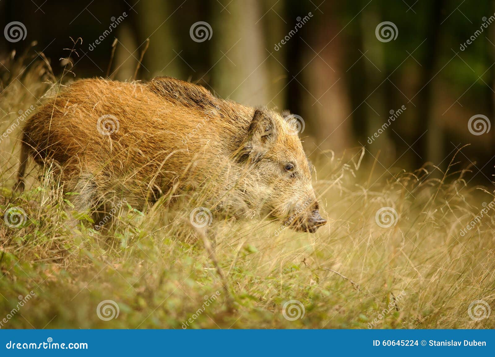 Wilder Eber Im Langen Gelben Gras Stockfoto - Bild von tier, atemzug ...