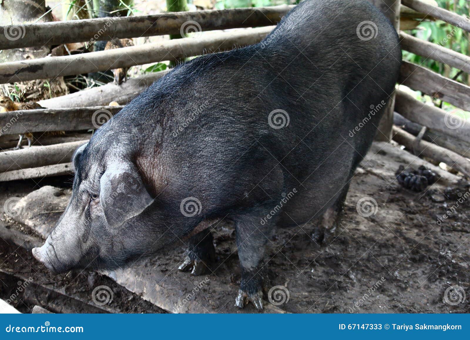 Wilder Eber im Tierstall stockbild. Bild von vieh, nave - 67147333