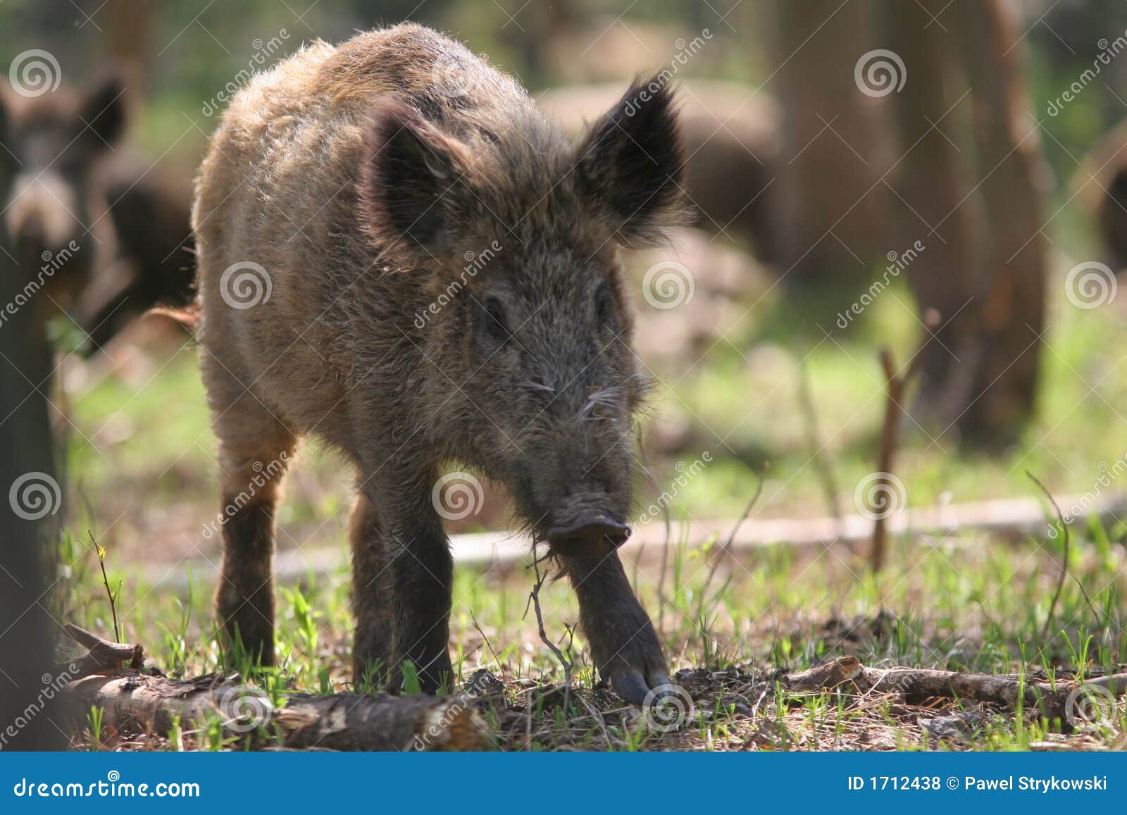 Wilder Eber im Wald stockfoto. Bild von bewegung, wald - 1712438