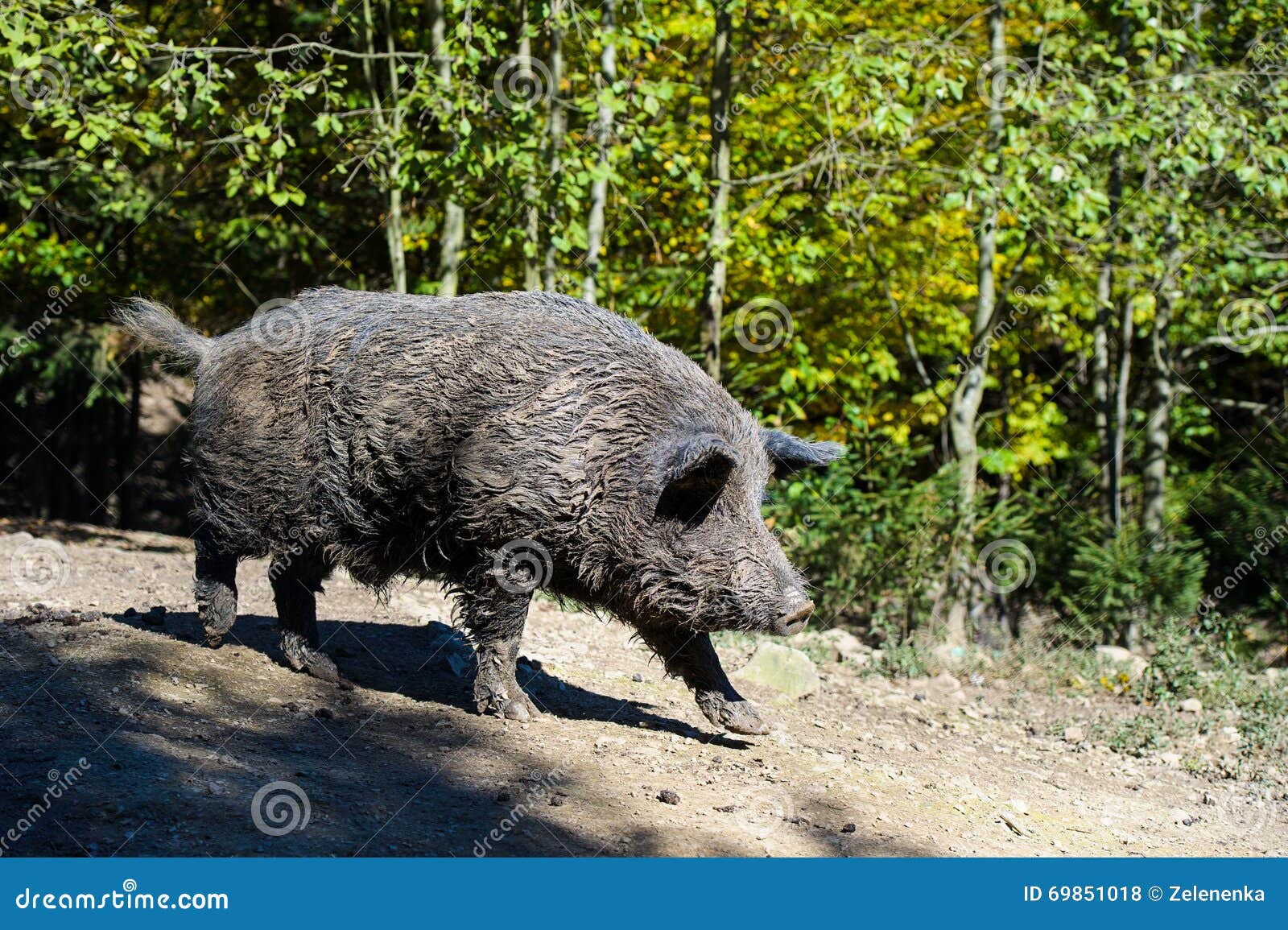 Wilder Eber im Wald stockfoto. Bild von kopf, umgebung - 69851018