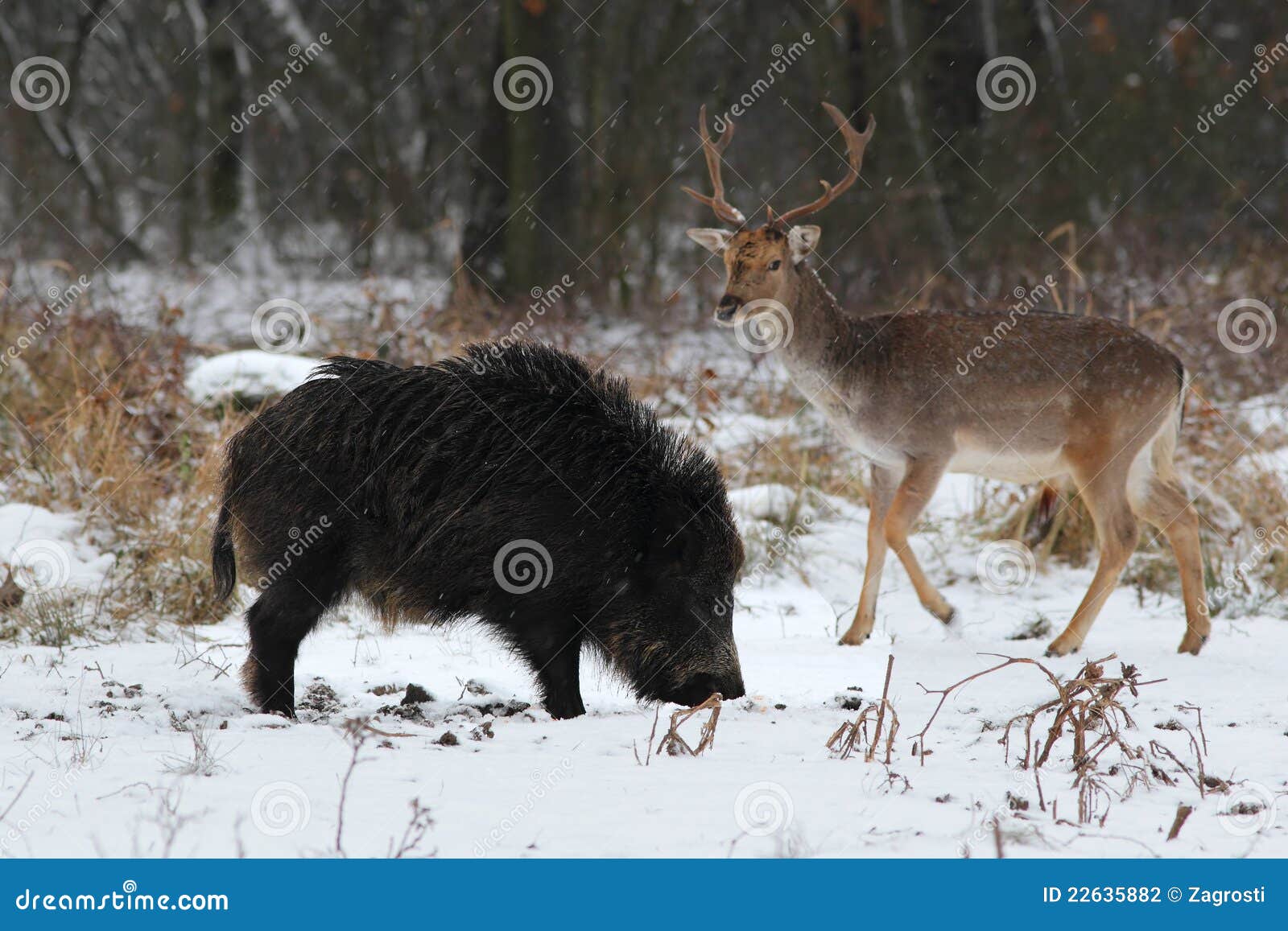 Wilder Eber Mit Einem Brachedollar Stockfoto - Bild von eber, rotwild ...