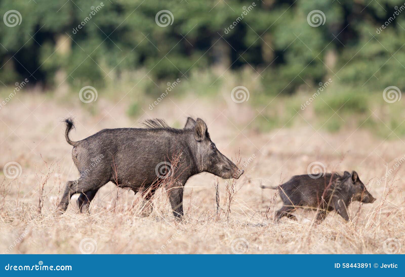 Wilder Eber mit Ferkel stockbild. Bild von schnauze, schweine - 58443891