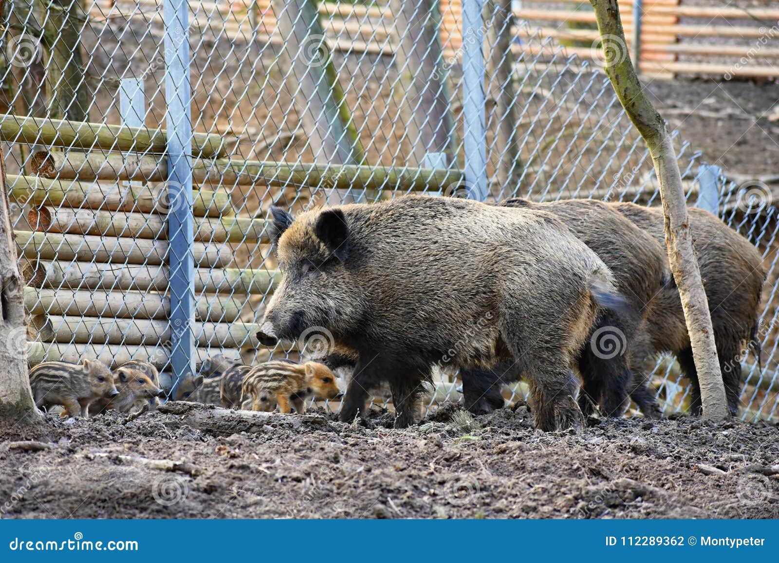 Wilder Eber Mit Knaben Tier Im Wald Stockfoto - Bild von haar ...