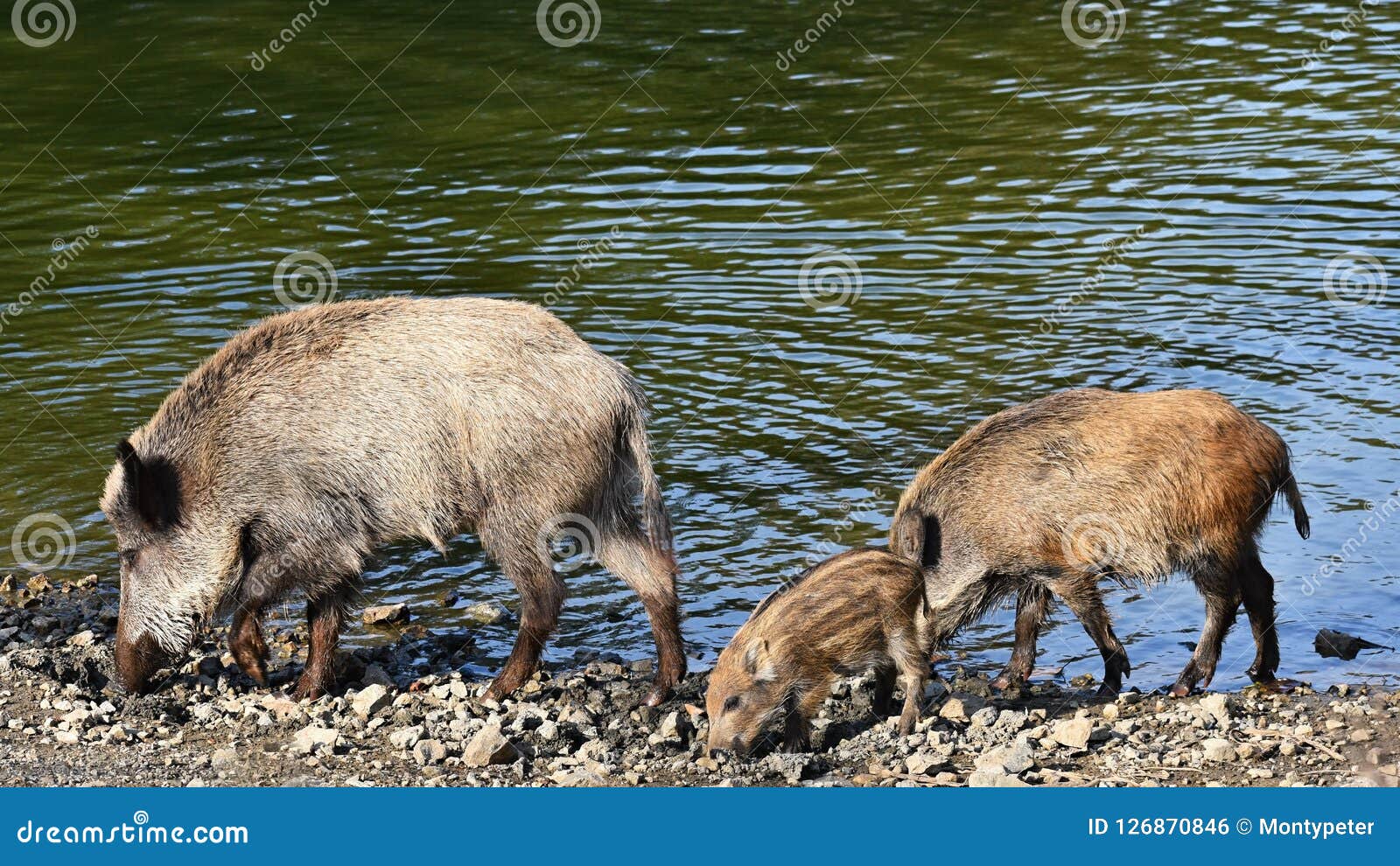 Wilder Eber Mit Knaben Tier Im Wald Stockfoto - Bild von kopf, leuchte ...