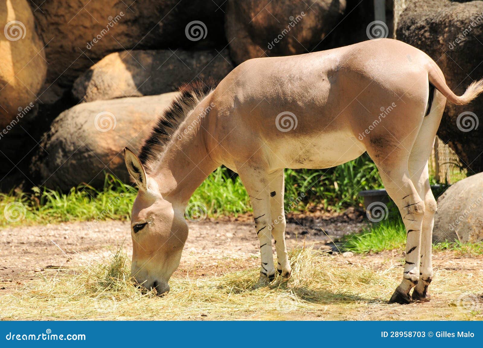 Wilder Esel im Zoo stockbild. Bild von wildnis, natürlichkeit - 28958703