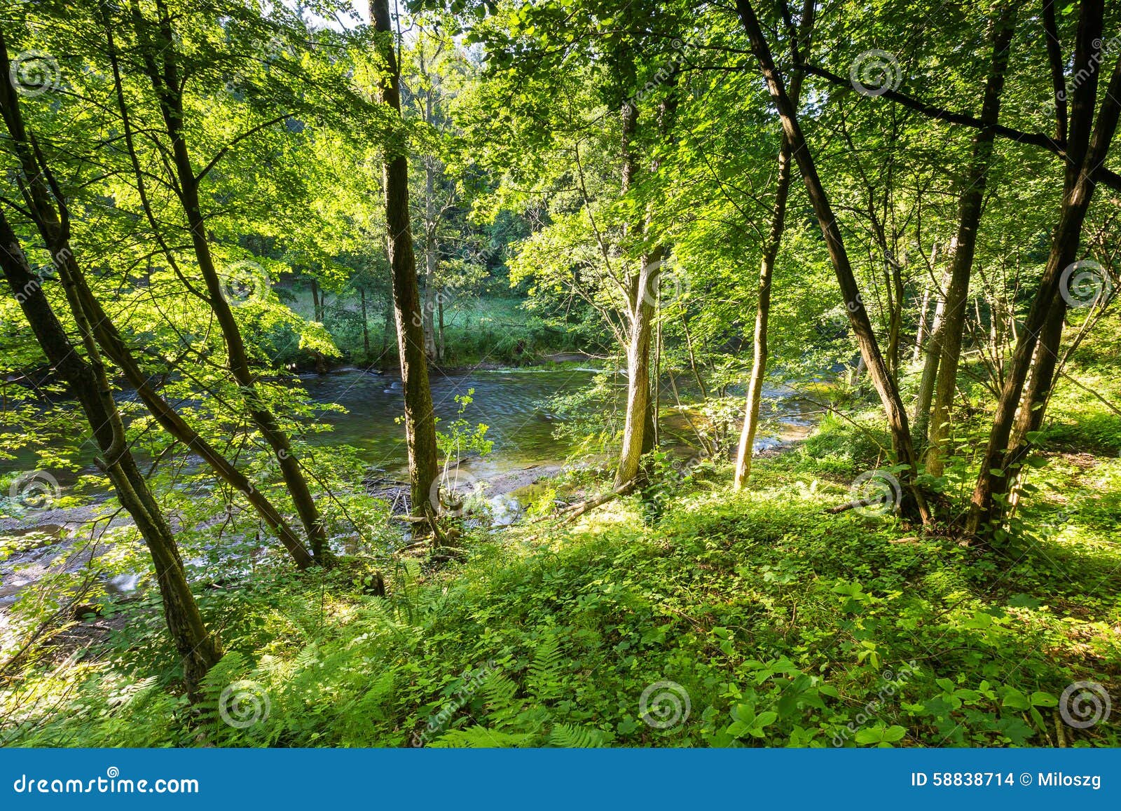 Wilder Europäischer Wald Im Sommer Stockfoto - Bild von morgen ...