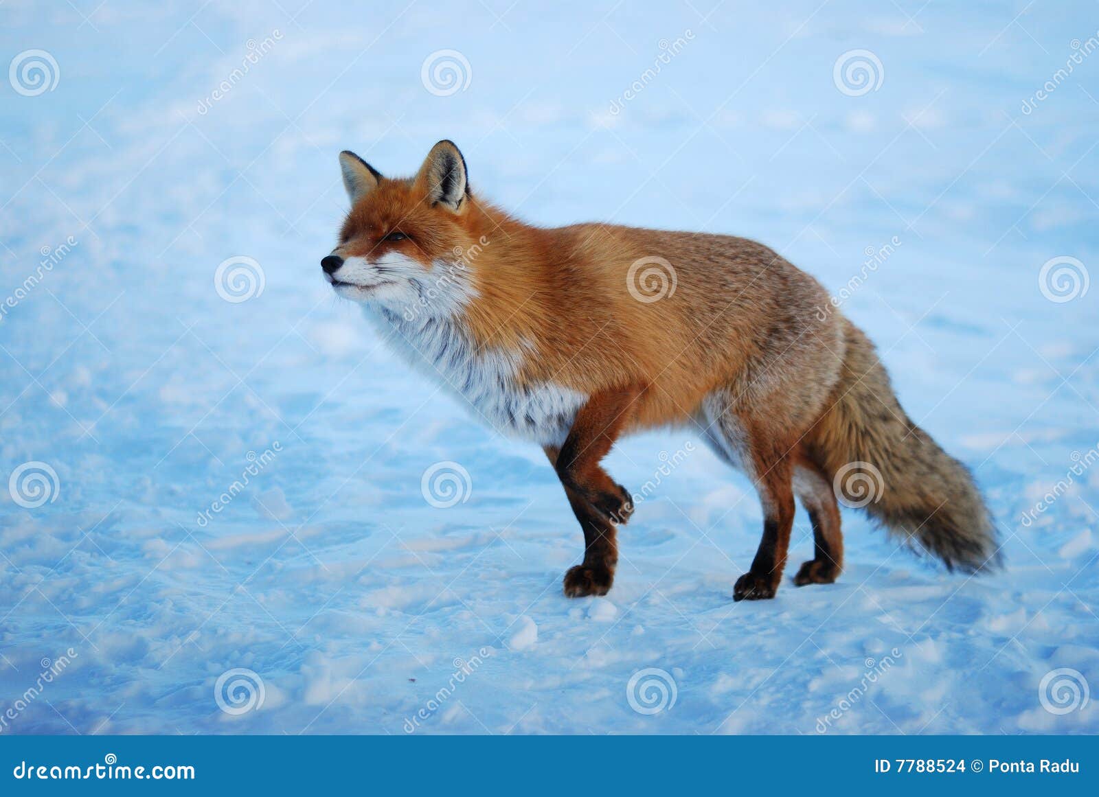 Wilder Fuchs stockfoto. Bild von berg, augen, fuchs, wild - 7788524