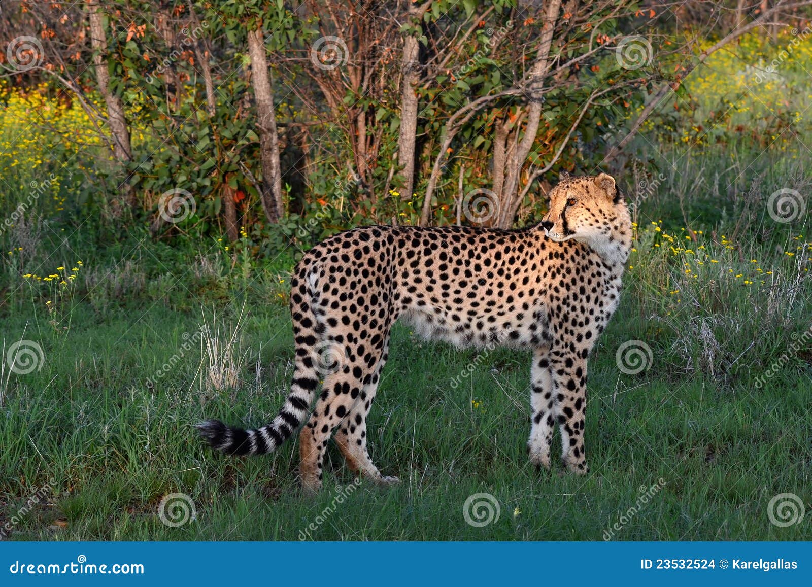 Wilder Gepard in Der Namibia-Natur, Afrika Stockfoto - Bild von raub ...