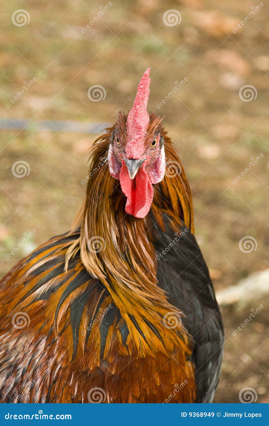 Wilder Hahn Mit Orange Federn Stockbild - Bild von küken, kamm: 9368949