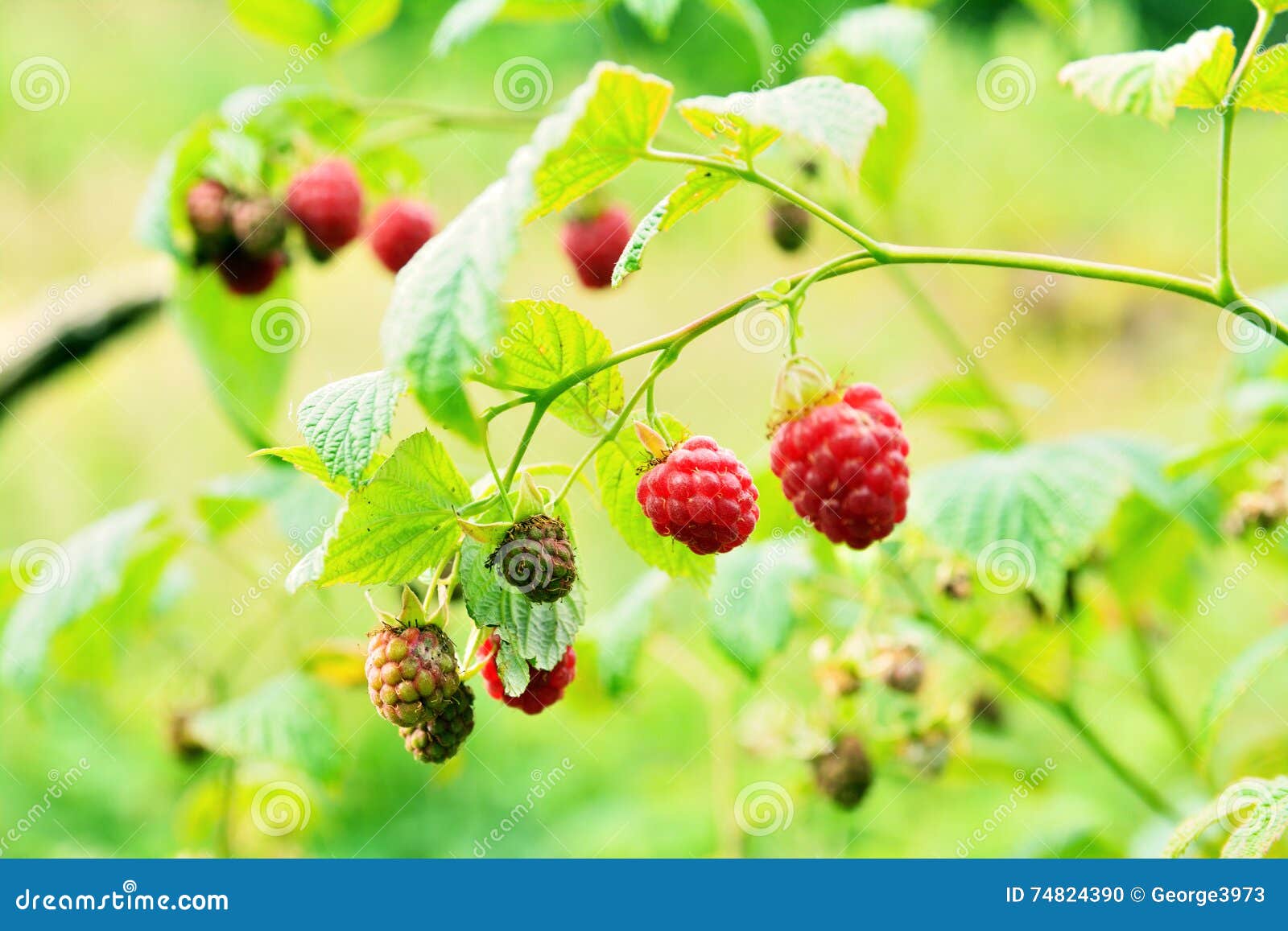 Wilder Himbeerbusch stockfoto. Bild von frisch, grün - 74824390