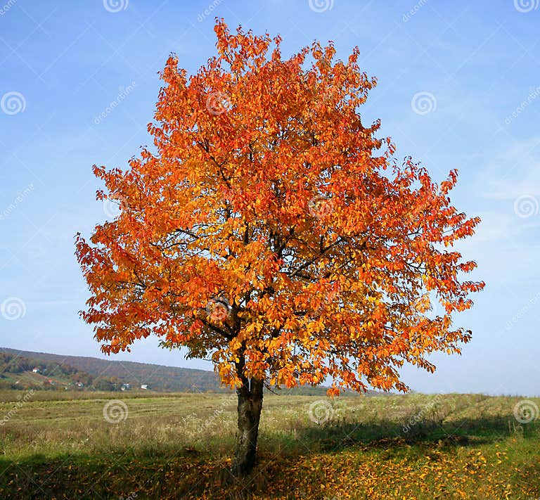 Wilder Kirschbaum stockfoto. Bild von wild, blatt, kirschen - 13850244