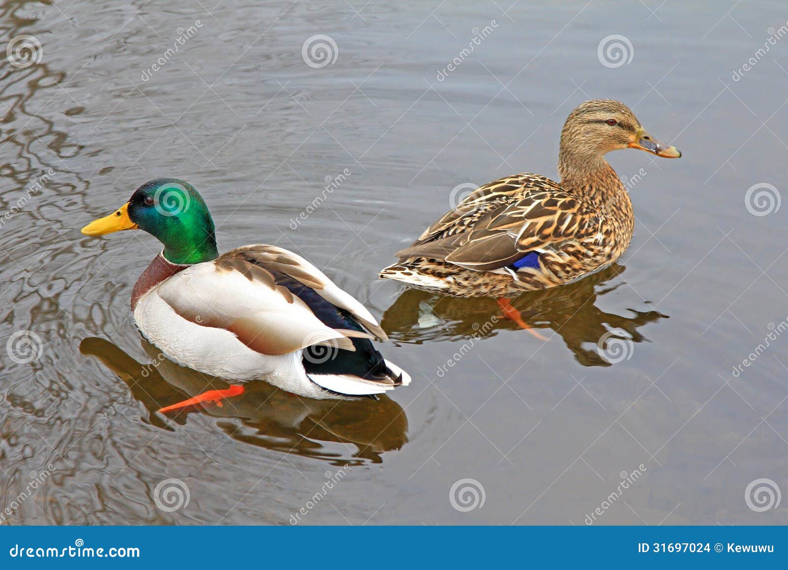 Wilder Mann Und Weibliche Enten Stockfoto - Bild von fauna, sumpfgebiet ...